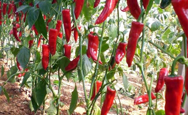 Piment doux - Intensité légère - Achat - Préparation et Bienfaits